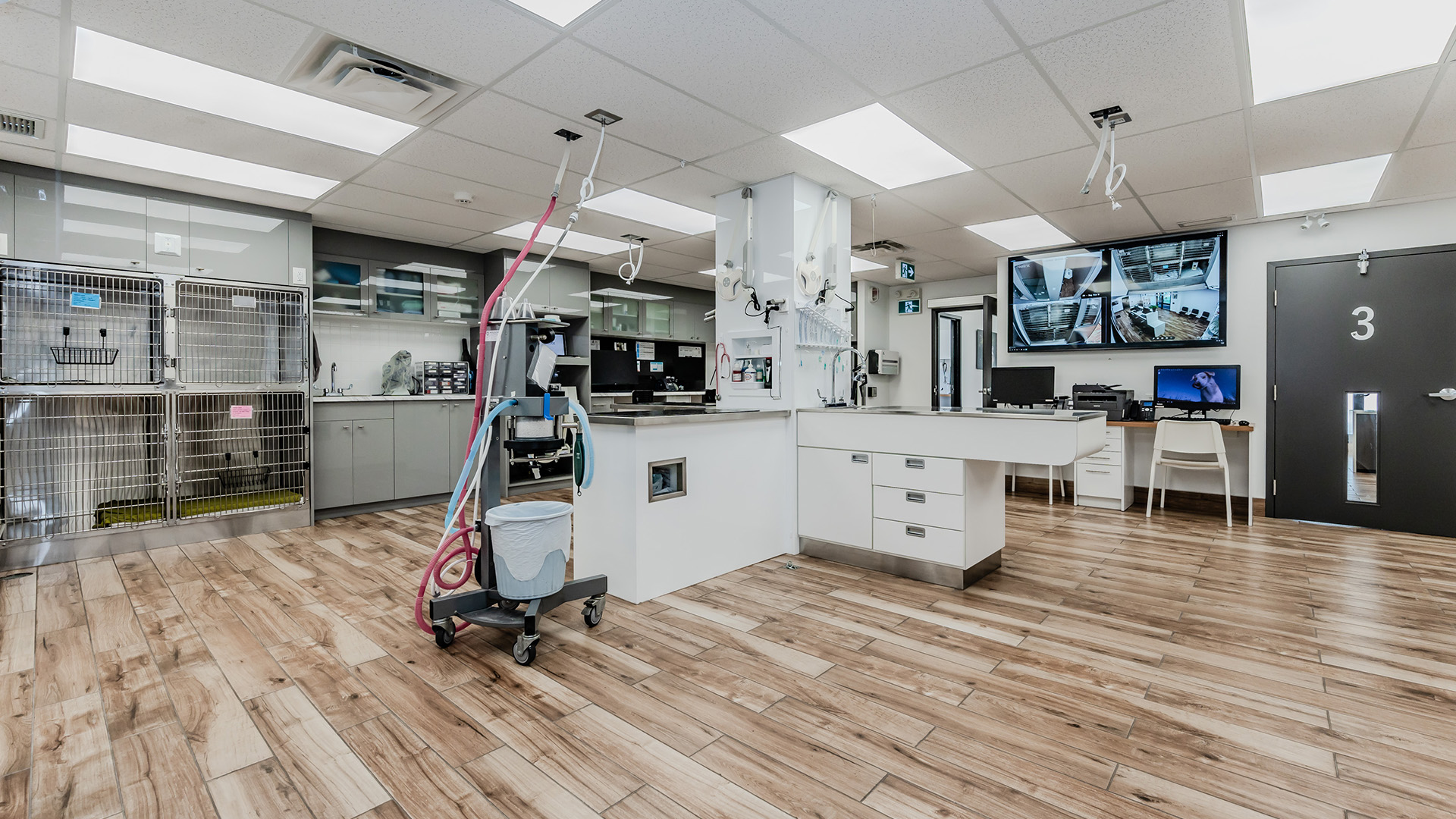 Parkdale Animal Hospital Treatment | Vet Clinic In Waterloo